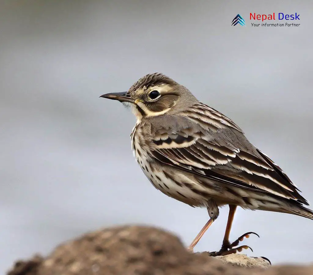 American Pipit: Harbinger of Open Spaces | Nepal Desk